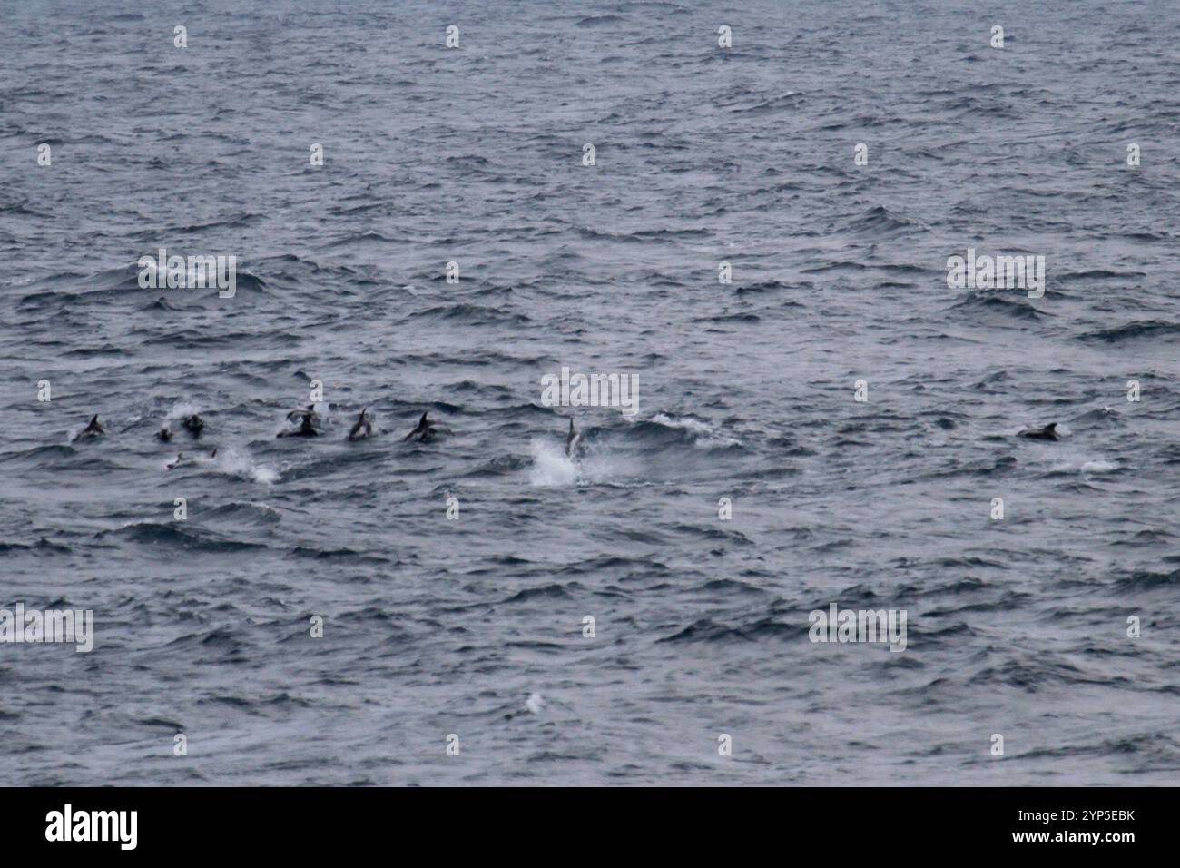 Hourglass Dolphin (Sagmatias cruciger Stock Photo - Alamy