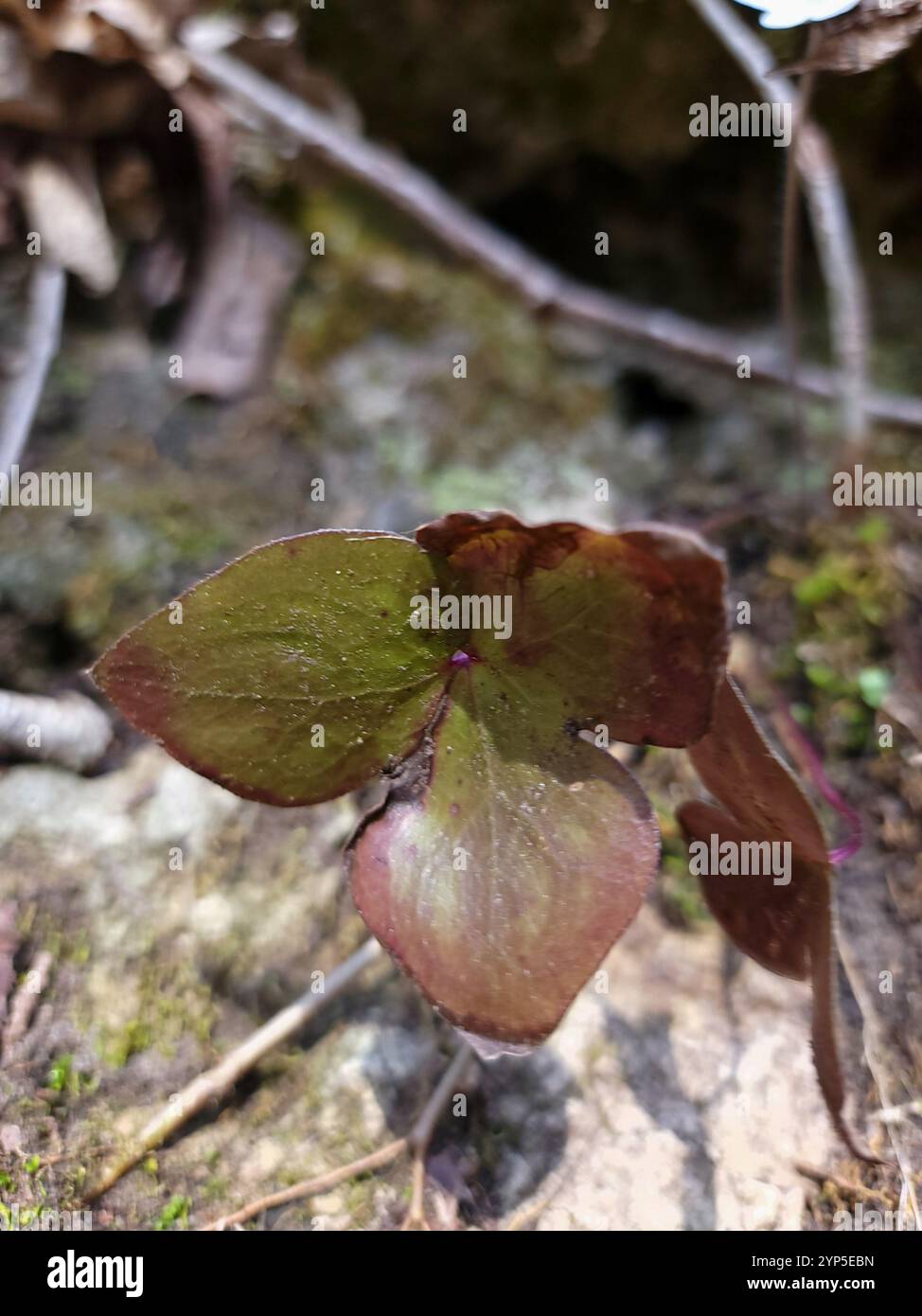 sharp-lobed hepatica (Hepatica acutiloba Stock Photo - Alamy