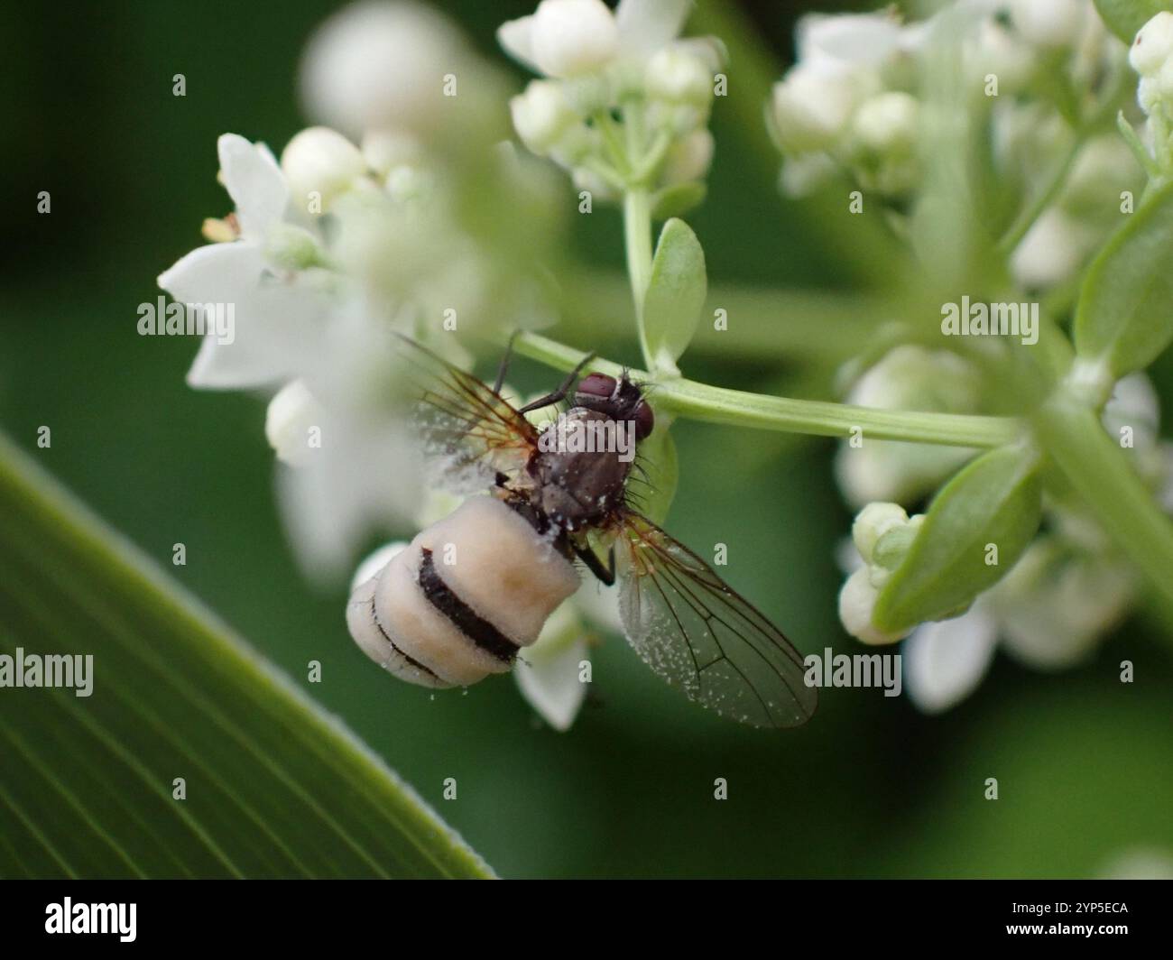 Fly Death Fungi (Entomophthora muscae Stock Photo - Alamy
