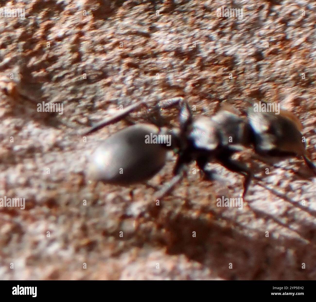 Turtle Ants (Cephalotes Stock Photo - Alamy