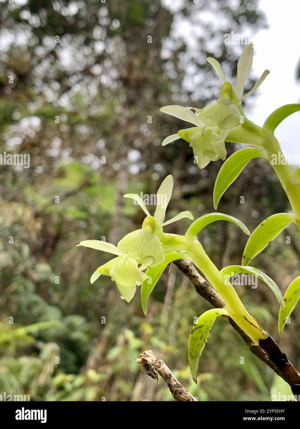 differently-formed epidendrum (Epidendrum difforme Stock Photo - Alamy