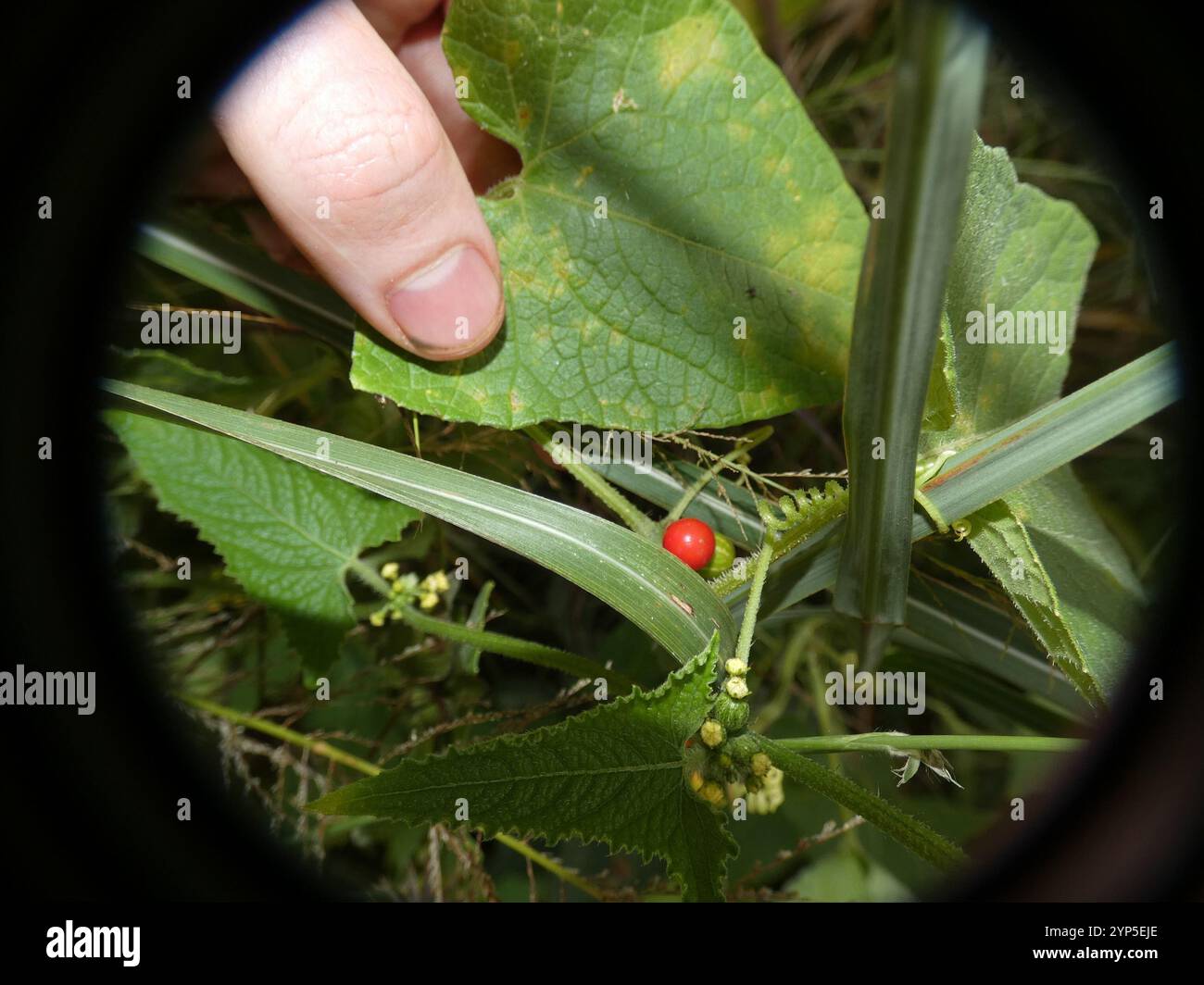 Madras Pea Pumpkin (Cucumis maderaspatanus Stock Photo - Alamy