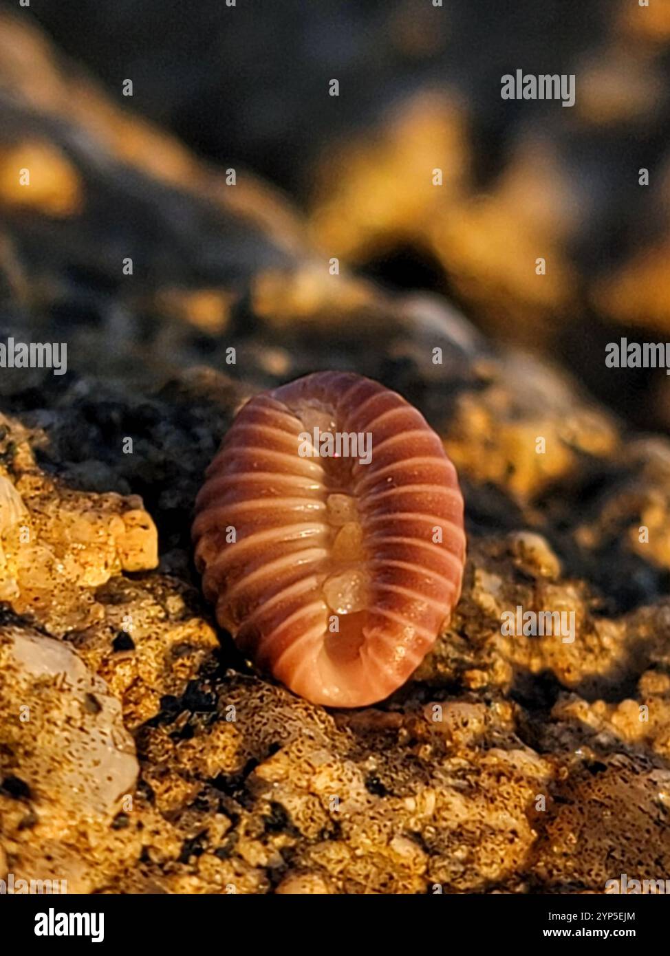 Coffee Bean Trivia (Pseudopusula californiana Stock Photo - Alamy