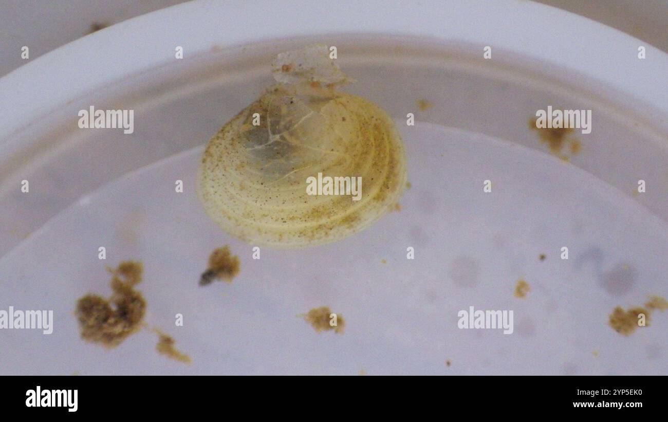 Asian Clam (Corbicula fluminea Stock Photo - Alamy