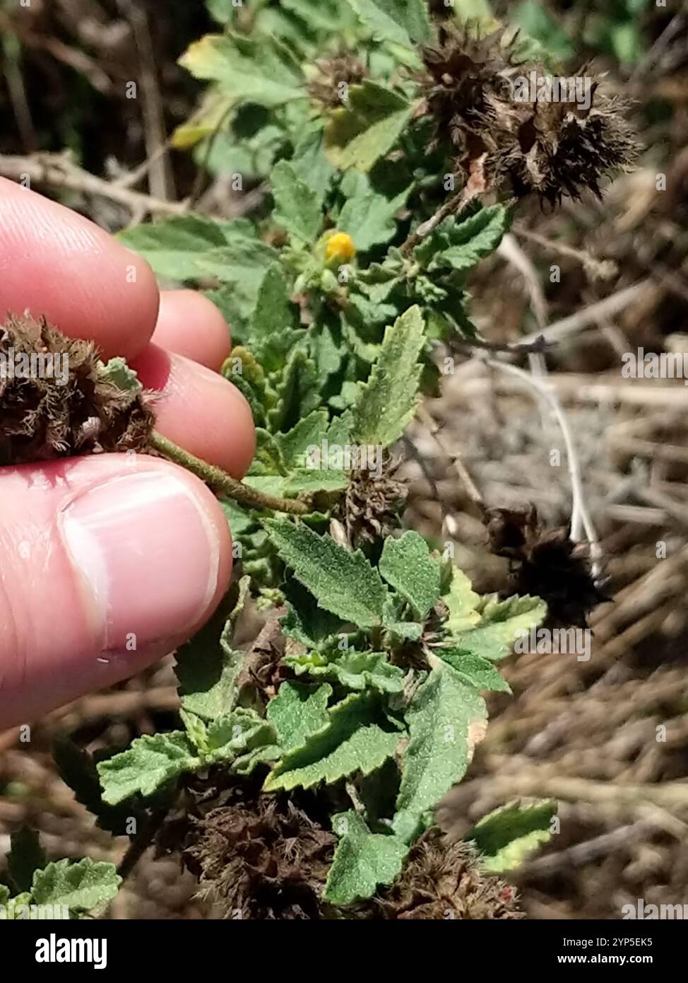 Indian Valley false mallow (Malvastrum americanum Stock Photo - Alamy