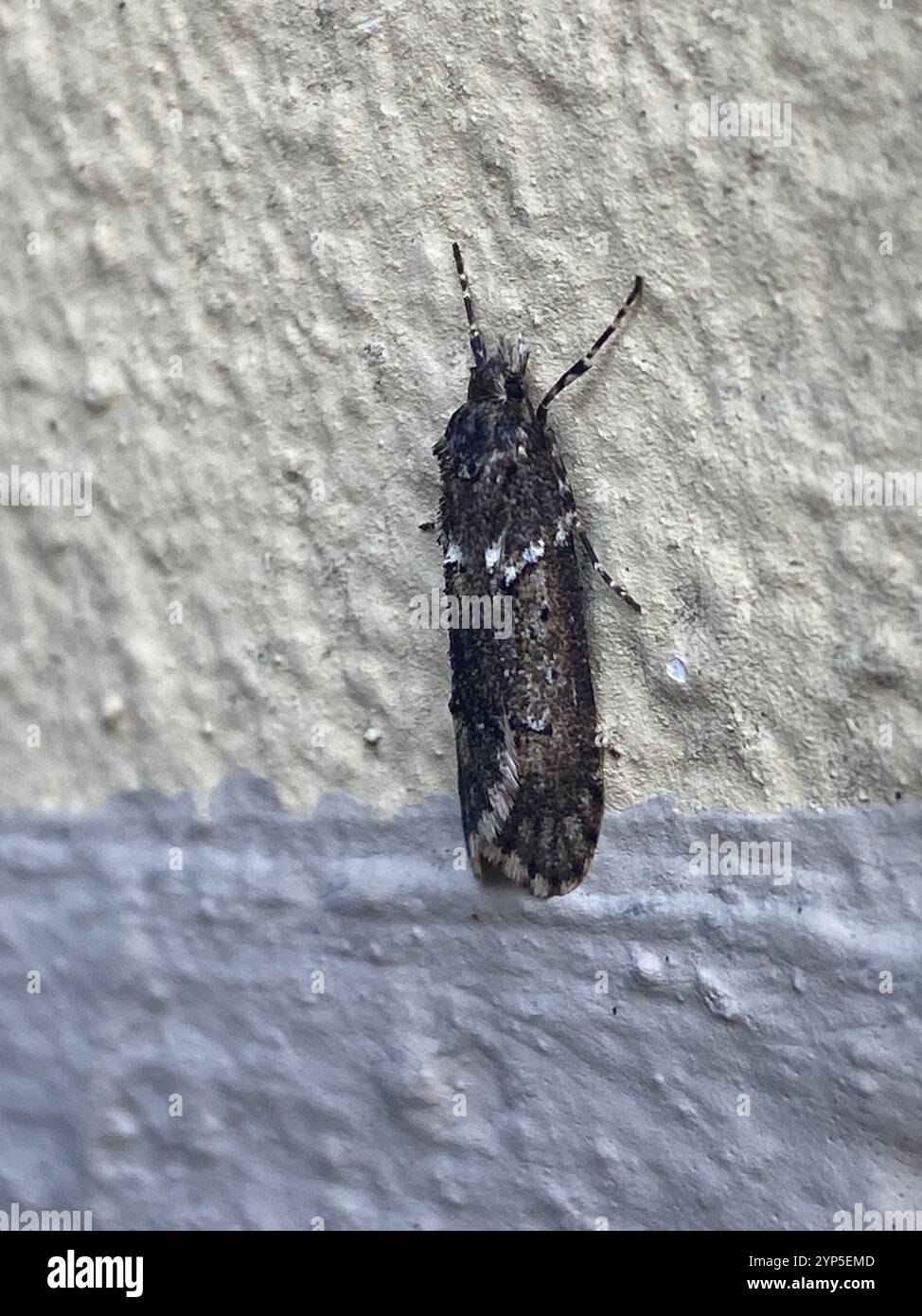 March Tubic (Diurnea fagella Stock Photo - Alamy