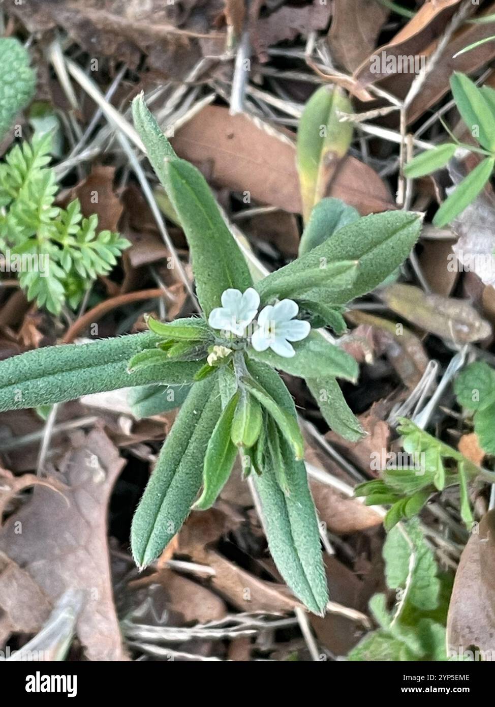 corn gromwell (Buglossoides arvensis Stock Photo - Alamy