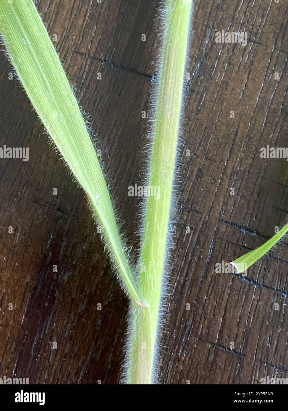 Velvet Panicum (Dichanthelium scoparium Stock Photo - Alamy