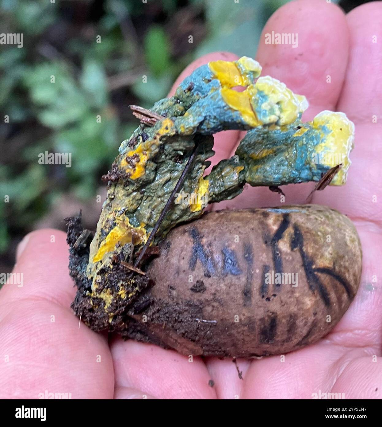 Trichocomaceae hi-res stock photography and images - Alamy