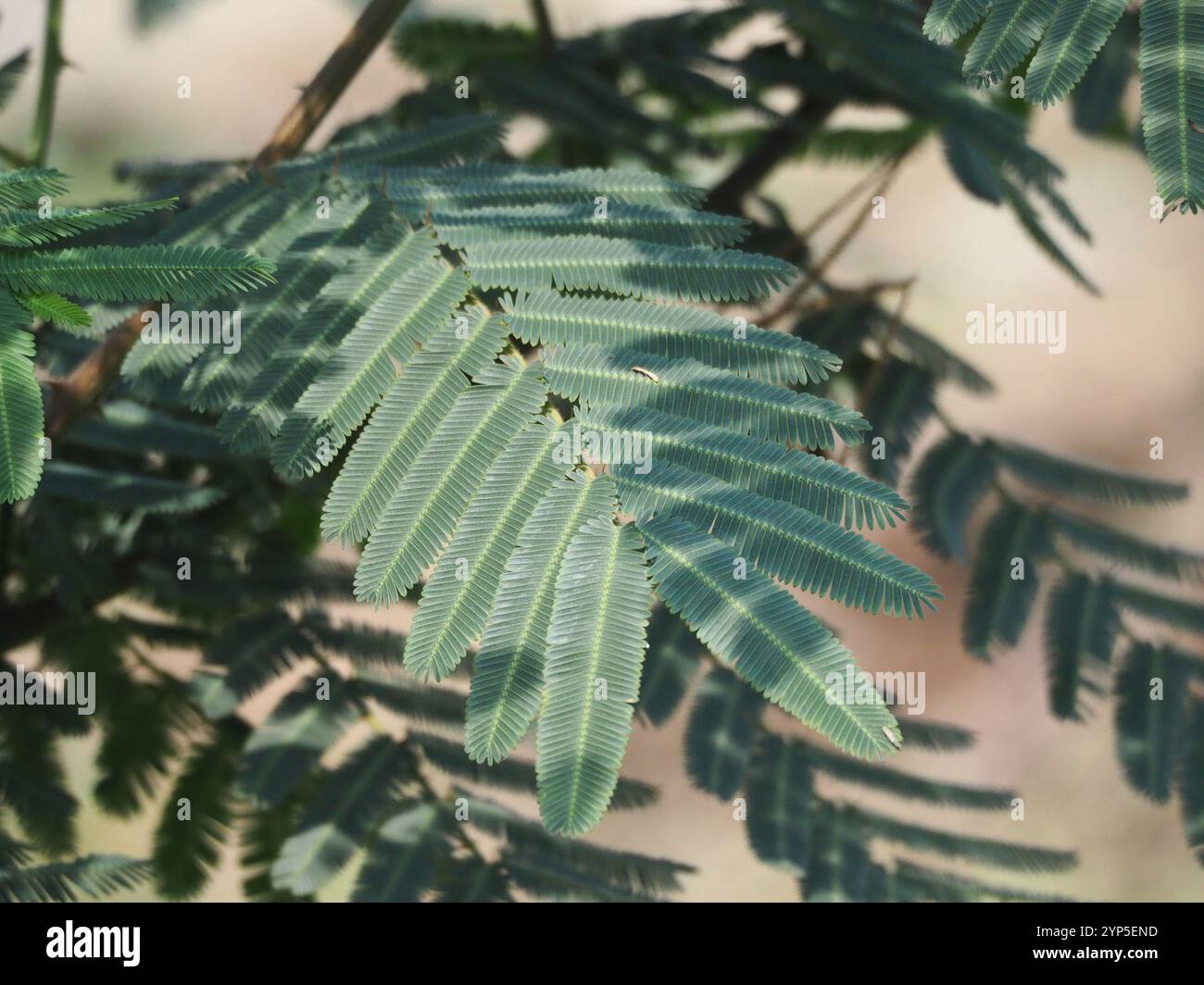 Giant Sensitive Plant (Mimosa pigra Stock Photo - Alamy