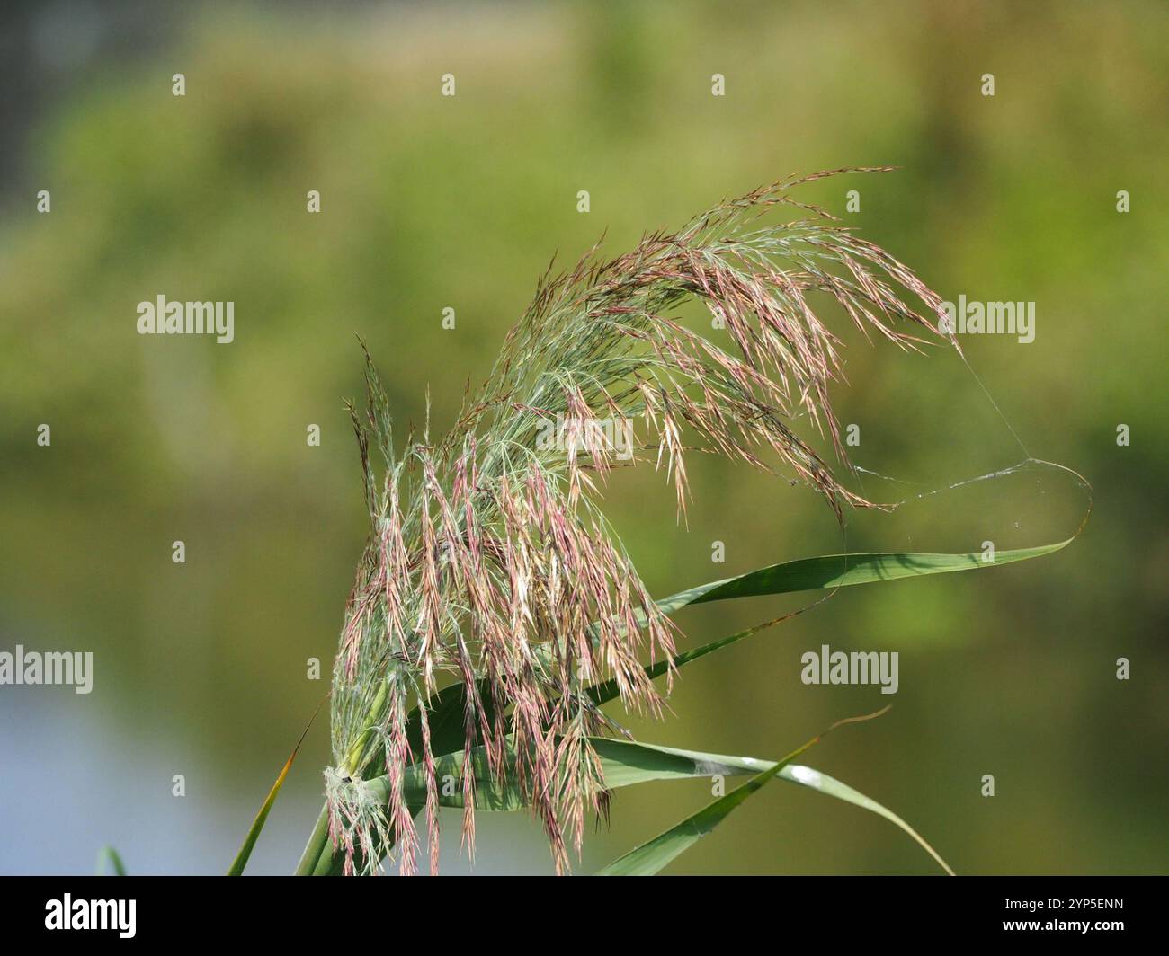 common reed (Phragmites australis Stock Photo - Alamy