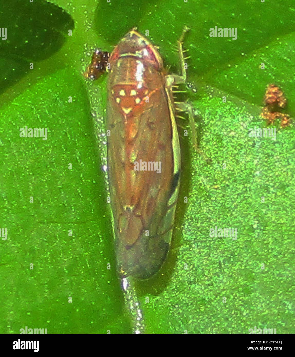 Typical Leafhoppers (Cicadellidae Stock Photo - Alamy