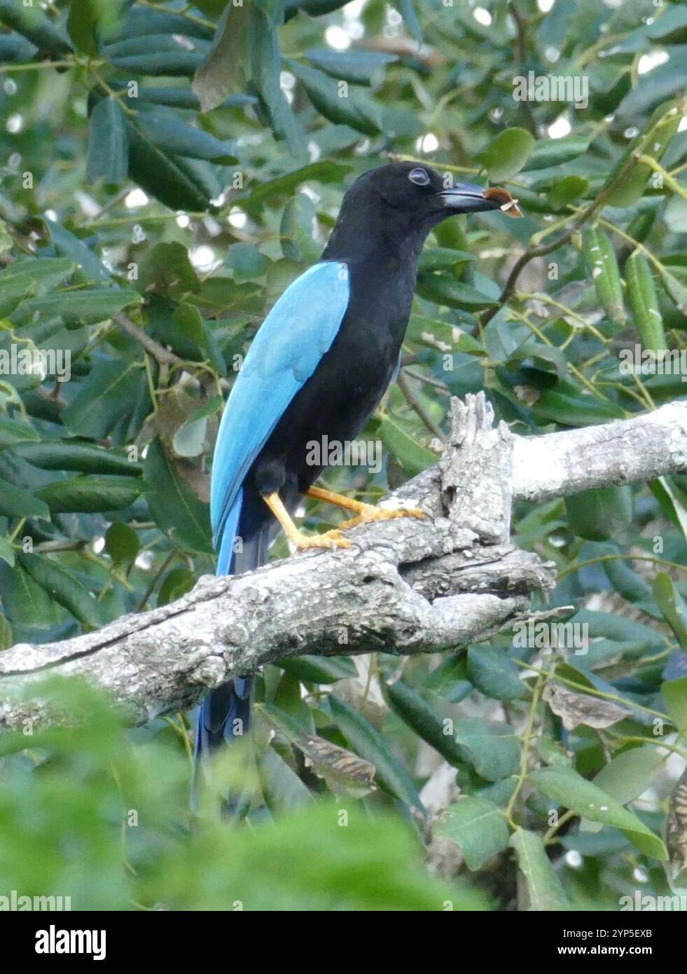 Yucatan Jay (Cyanocorax yucatanicus Stock Photo - Alamy