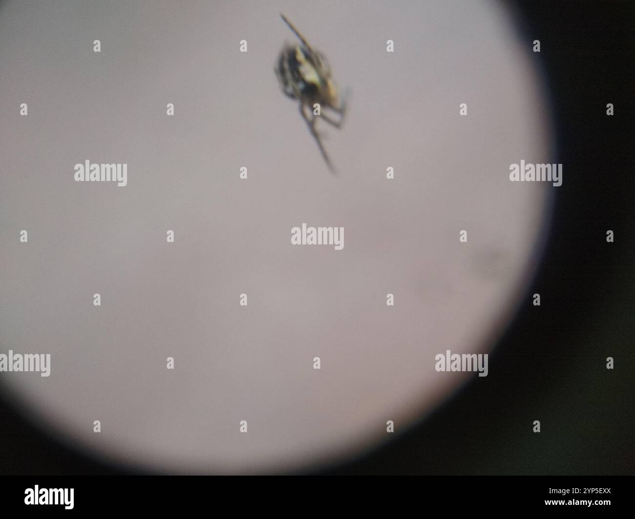 Silver-sided Sector Spider (Zygiella x-notata Stock Photo - Alamy