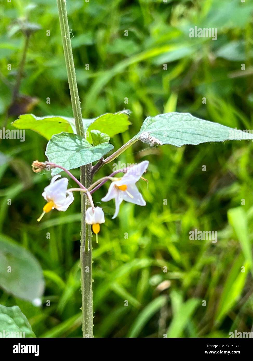 greenspot nightshade (Solanum douglasii Stock Photo - Alamy