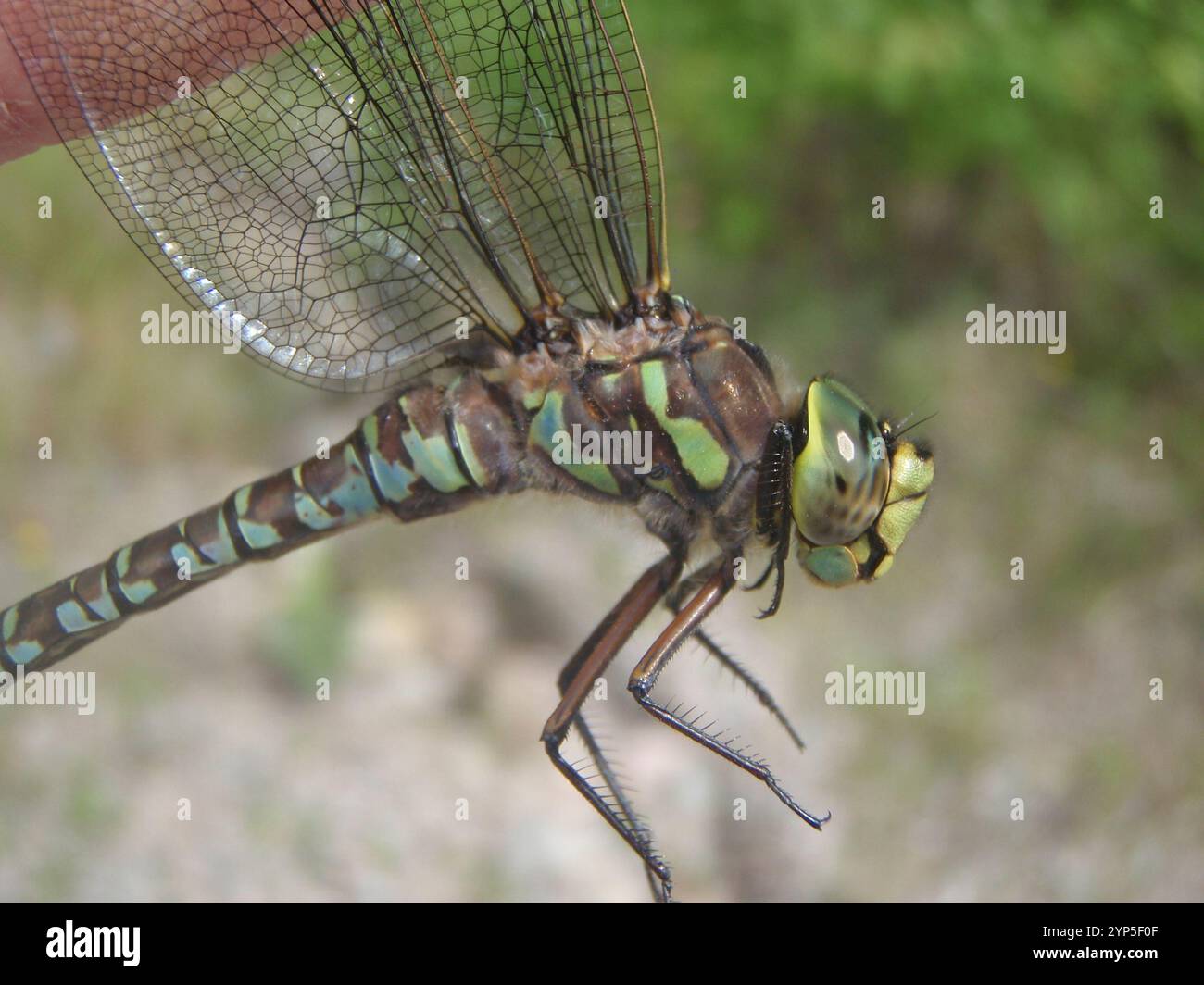 Lake Darner (Aeshna eremita Stock Photo - Alamy