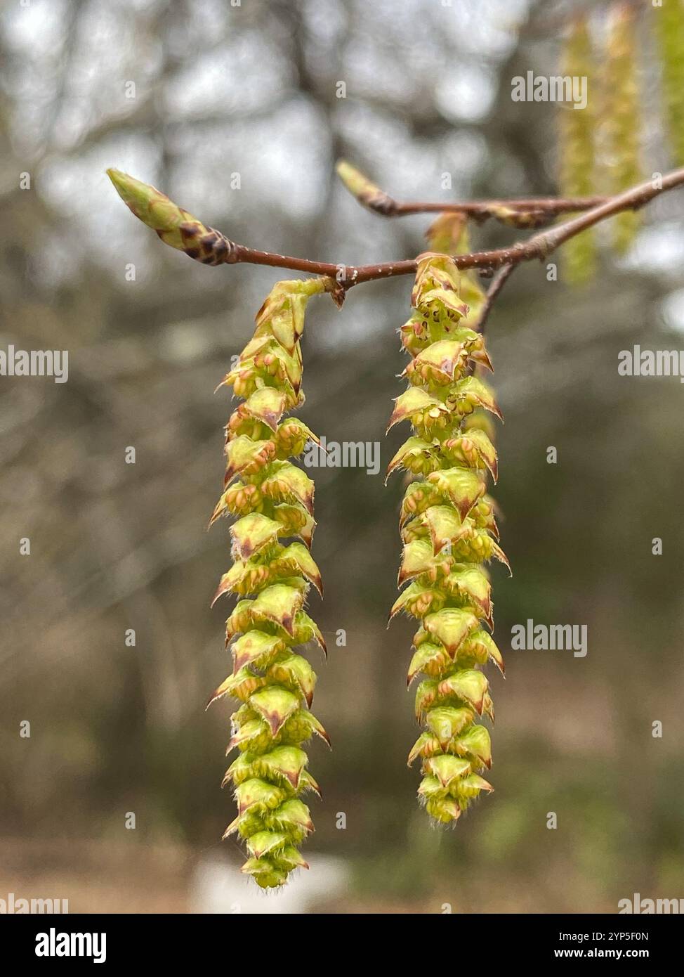 American hornbeam (Carpinus caroliniana Stock Photo - Alamy
