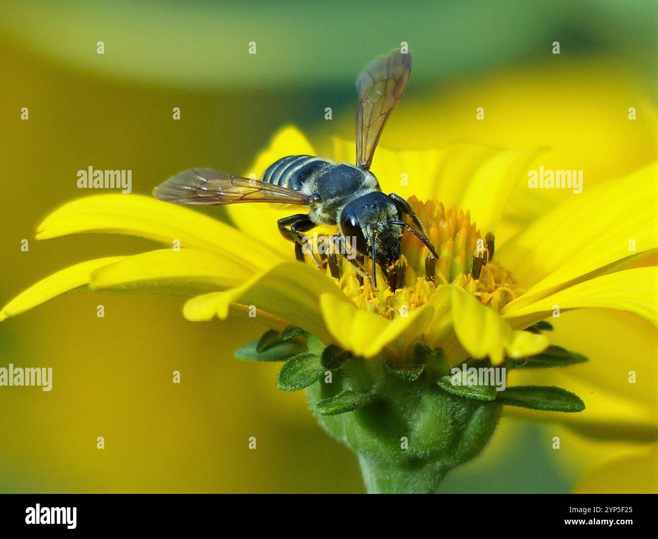 Pugnacious leafcutter bee hi-res stock photography and images - Alamy