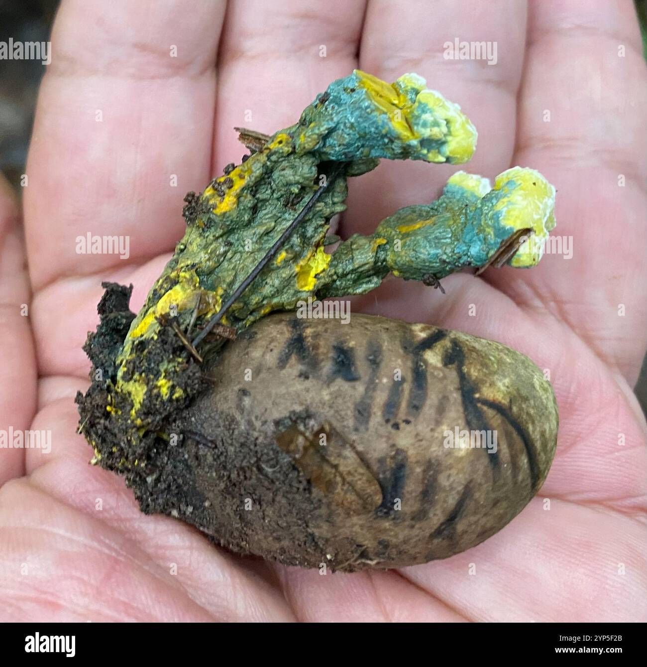 Trichocomaceae hi-res stock photography and images - Alamy