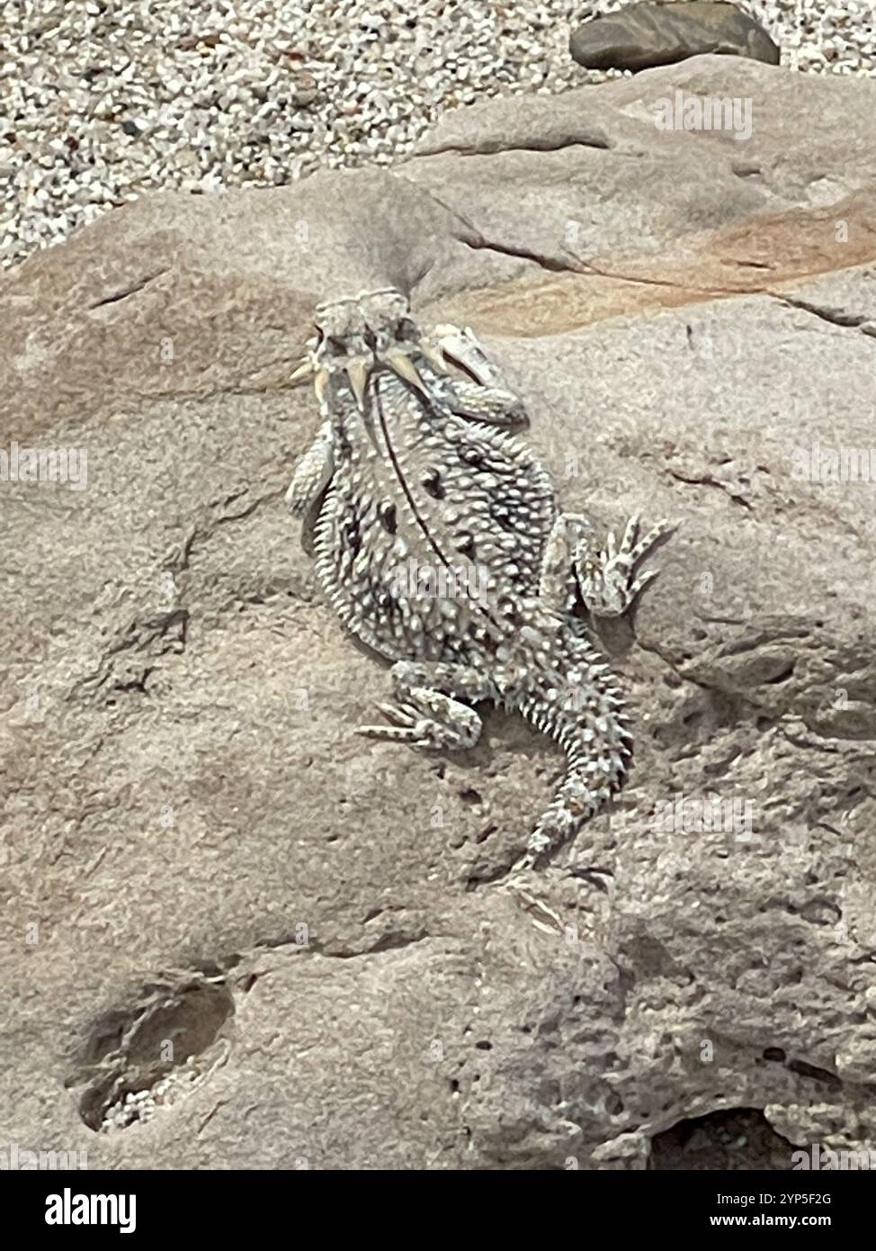 Flat-tailed Horned Lizard (Phrynosoma mcallii Stock Photo - Alamy