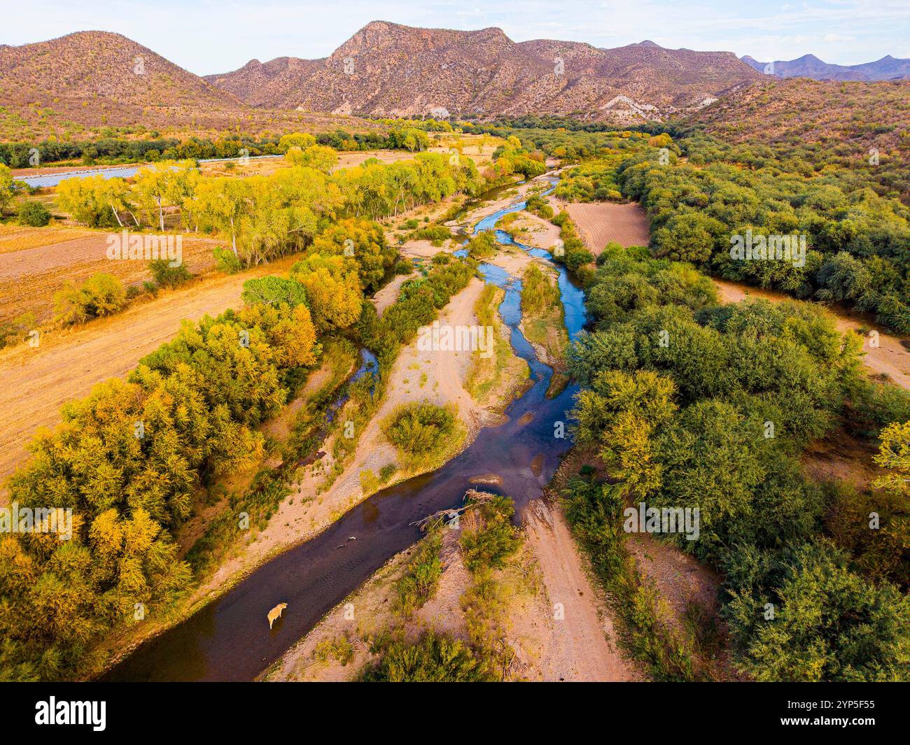 Alamo tree , trees, Alameda, alamos Landscape of the pass of the Rio ...