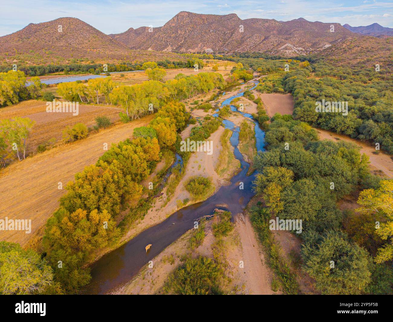 Alamo tree , trees, Alameda, alamos Landscape of the pass of the Rio ...