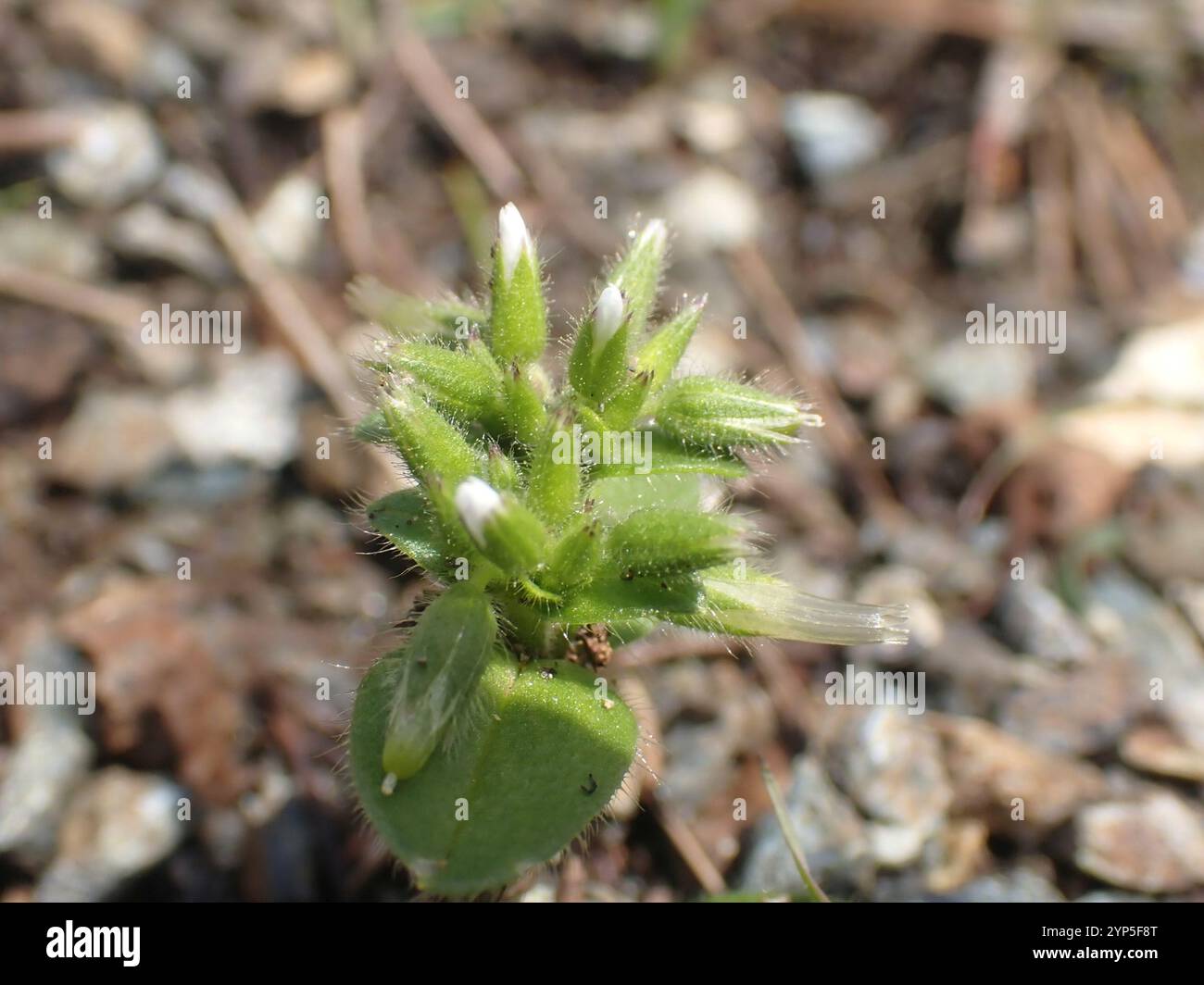 Sticky mouse-ear chickweed (Cerastium glomeratum Stock Photo - Alamy
