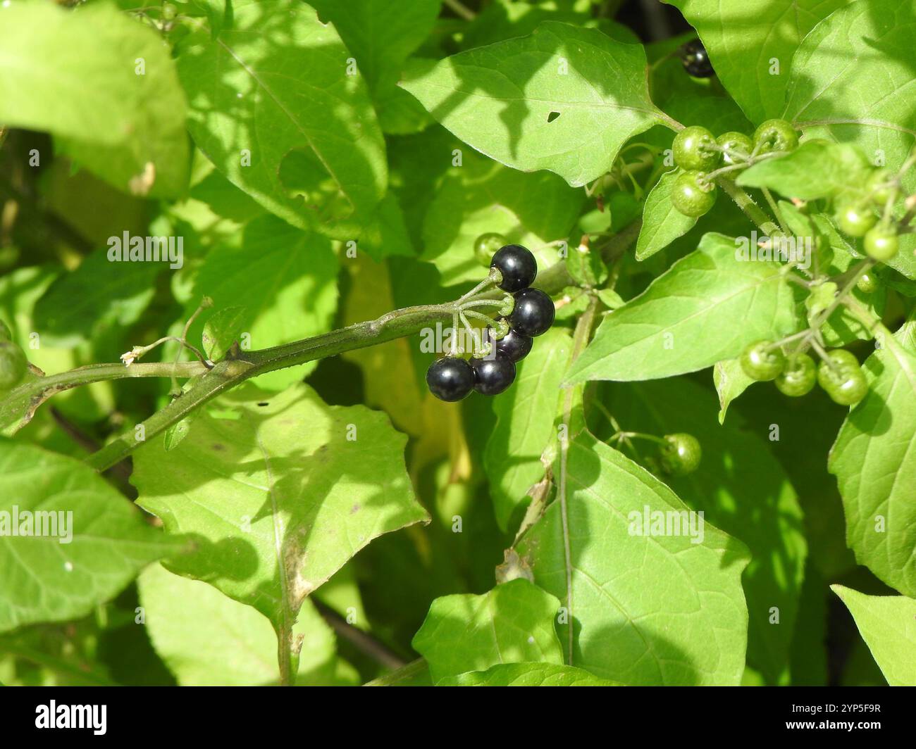 American black nightshade (Solanum americanum Stock Photo - Alamy