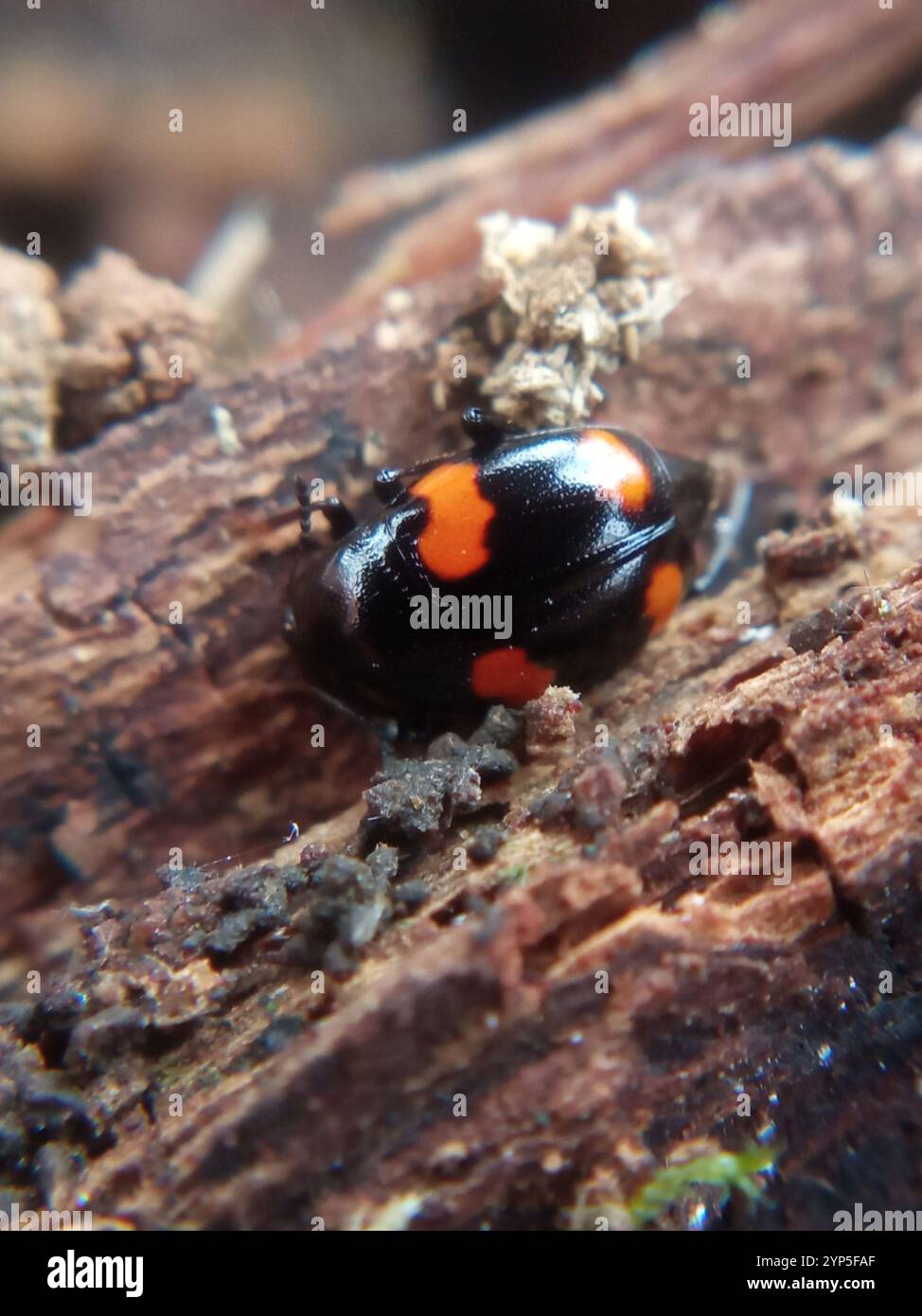 Orange-spotted Scaphidium (Scaphidium quadrimaculatum Stock Photo - Alamy