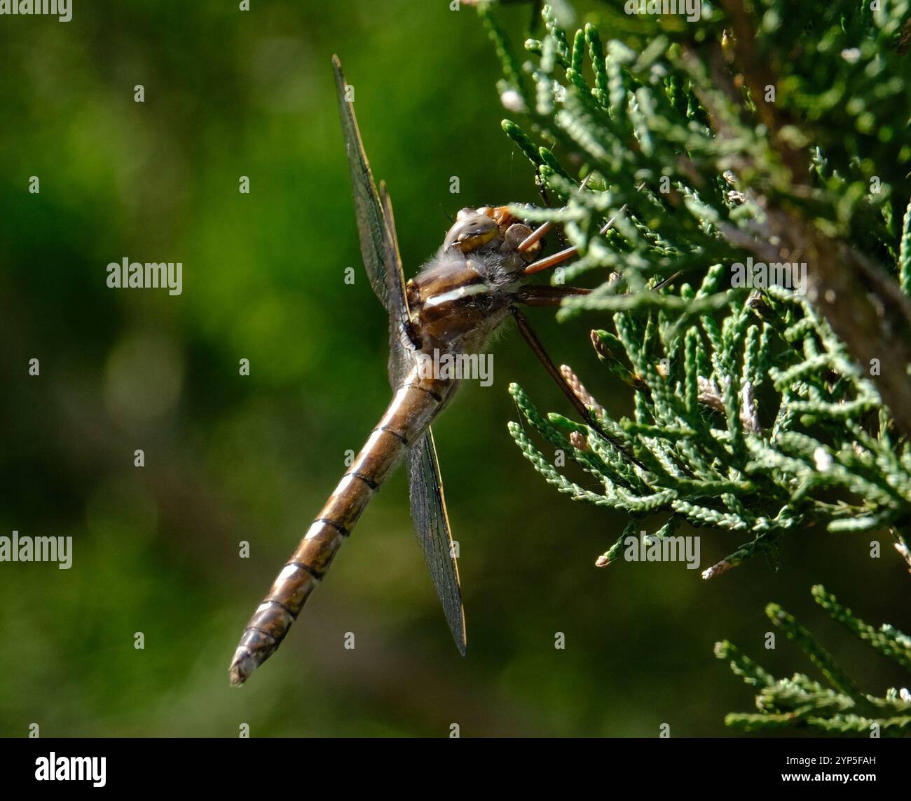 Stream Cruiser (Didymops transversa Stock Photo - Alamy