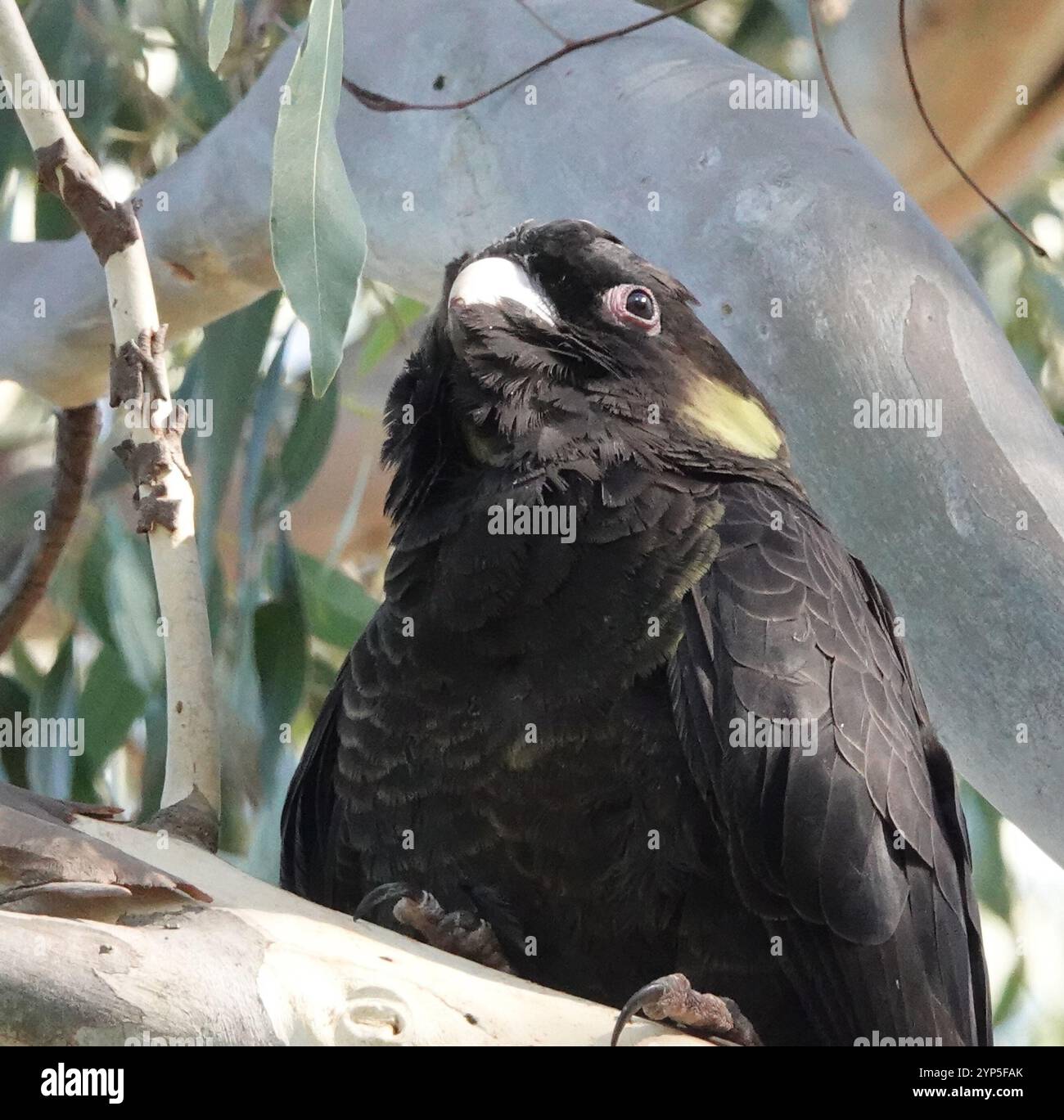 Yellow-tailed Black Cockatoo (Zanda funerea Stock Photo - Alamy