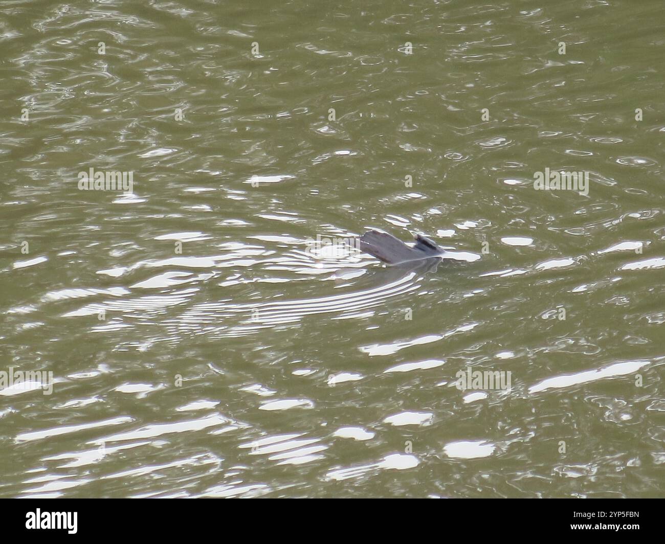 Ray-finned Fishes (Actinopterygii Stock Photo - Alamy