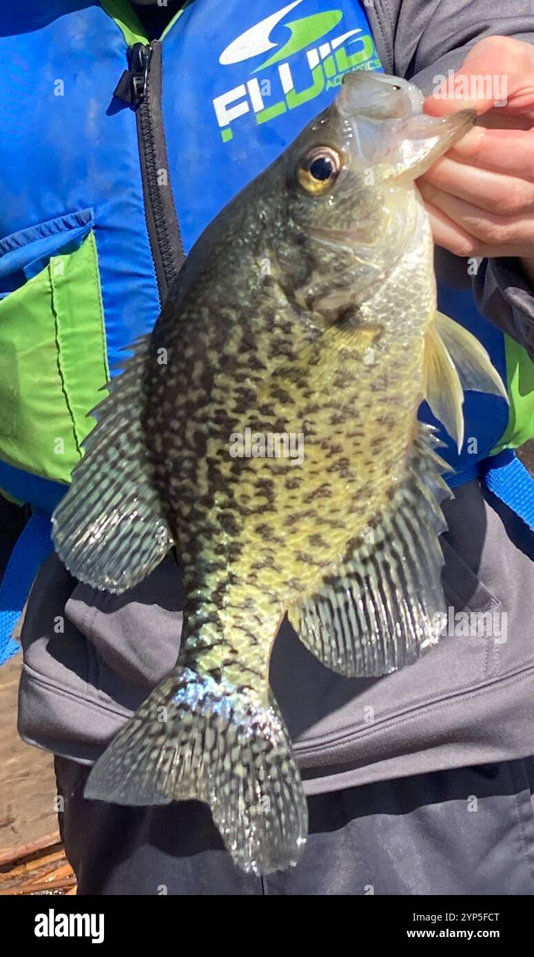 Black Crappie (Pomoxis nigromaculatus Stock Photo - Alamy