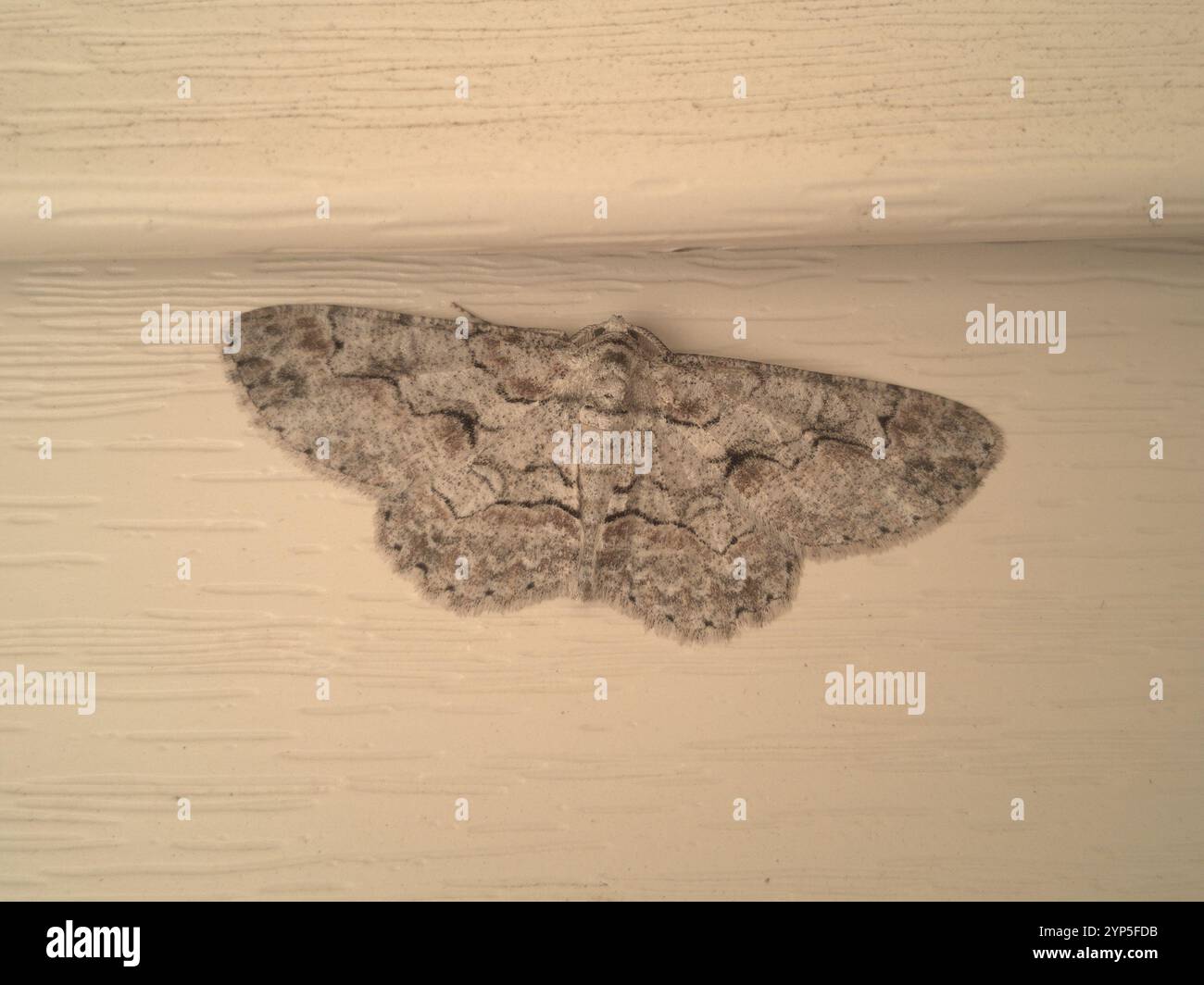 Brown-shaded Gray (Iridopsis defectaria Stock Photo - Alamy