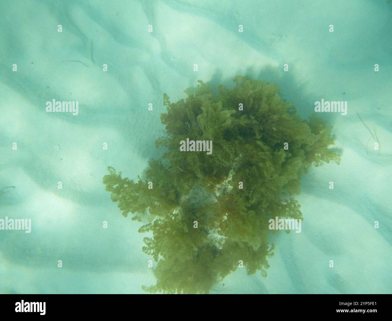 red algae (Rhodophyta Stock Photo - Alamy