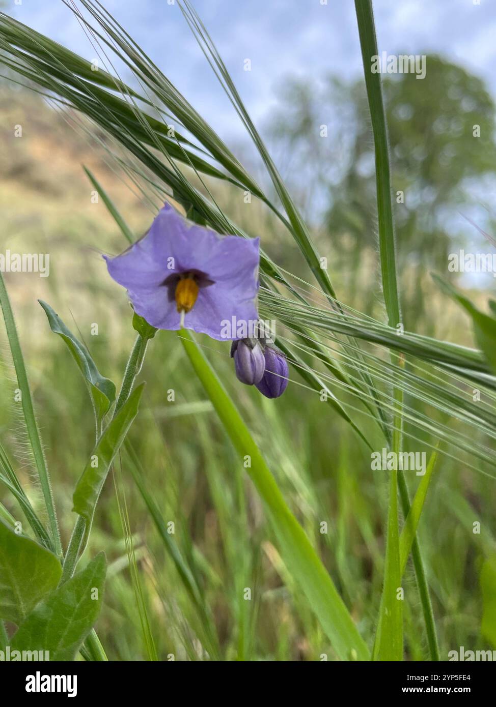 bluewitch nightshade (Solanum umbelliferum Stock Photo - Alamy
