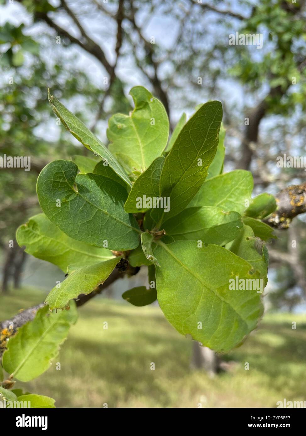 blue oak (Quercus douglasii Stock Photo - Alamy