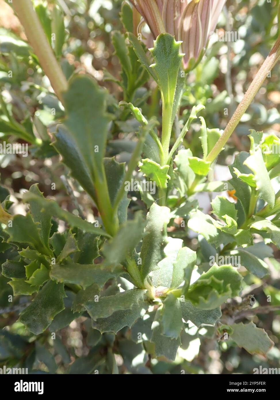 Sticky Rain Daisy (Dimorphotheca cuneata Stock Photo - Alamy