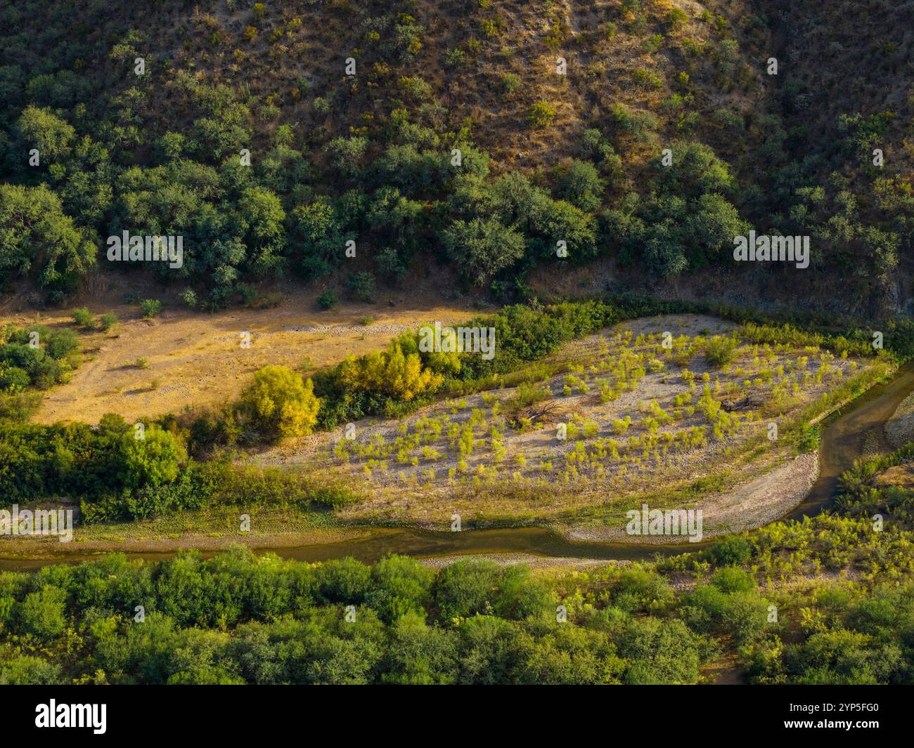 Alamo tree , trees, Alameda, alamos Landscape of the pass of the Rio ...