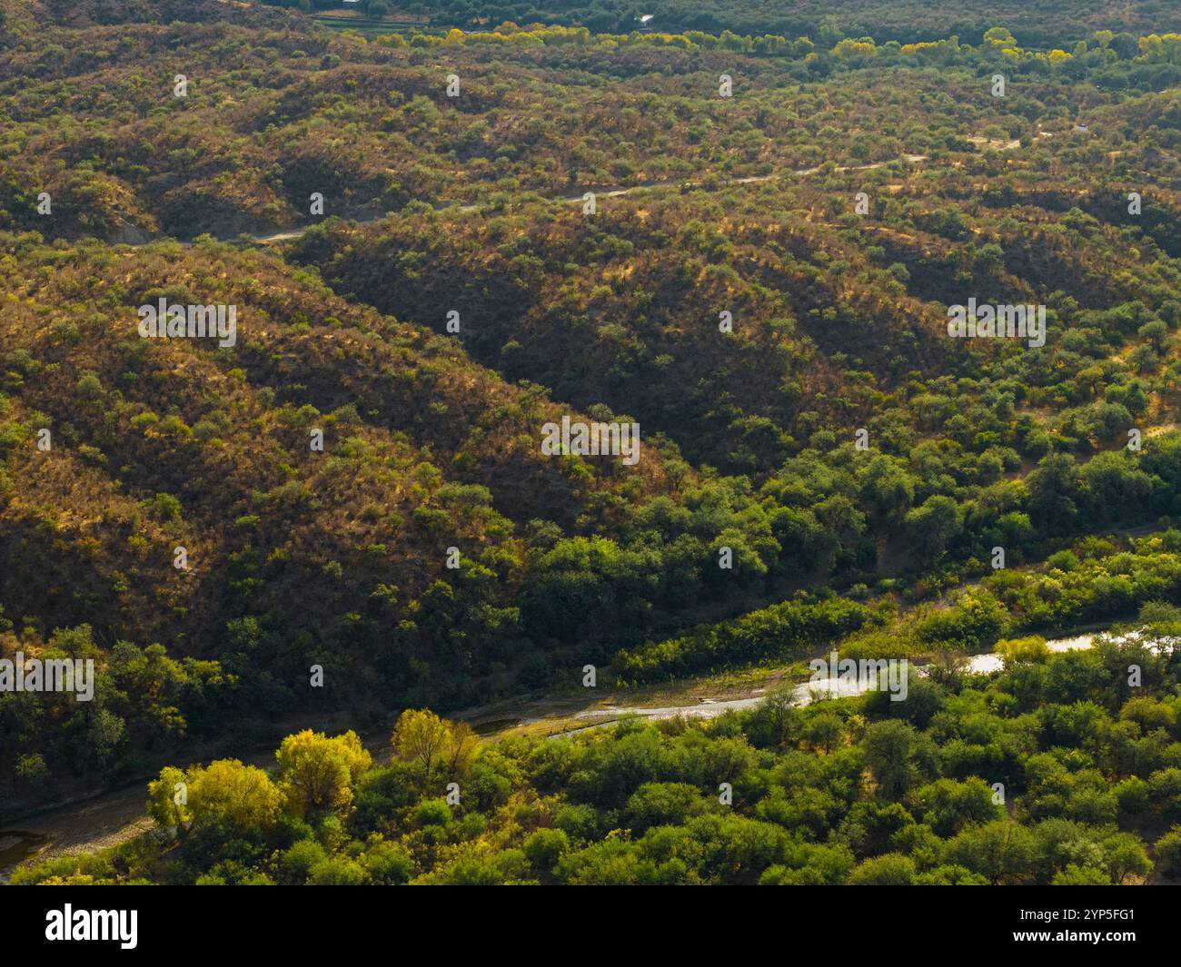 Alamo tree , trees, Alameda, alamos Landscape of the pass of the Rio ...