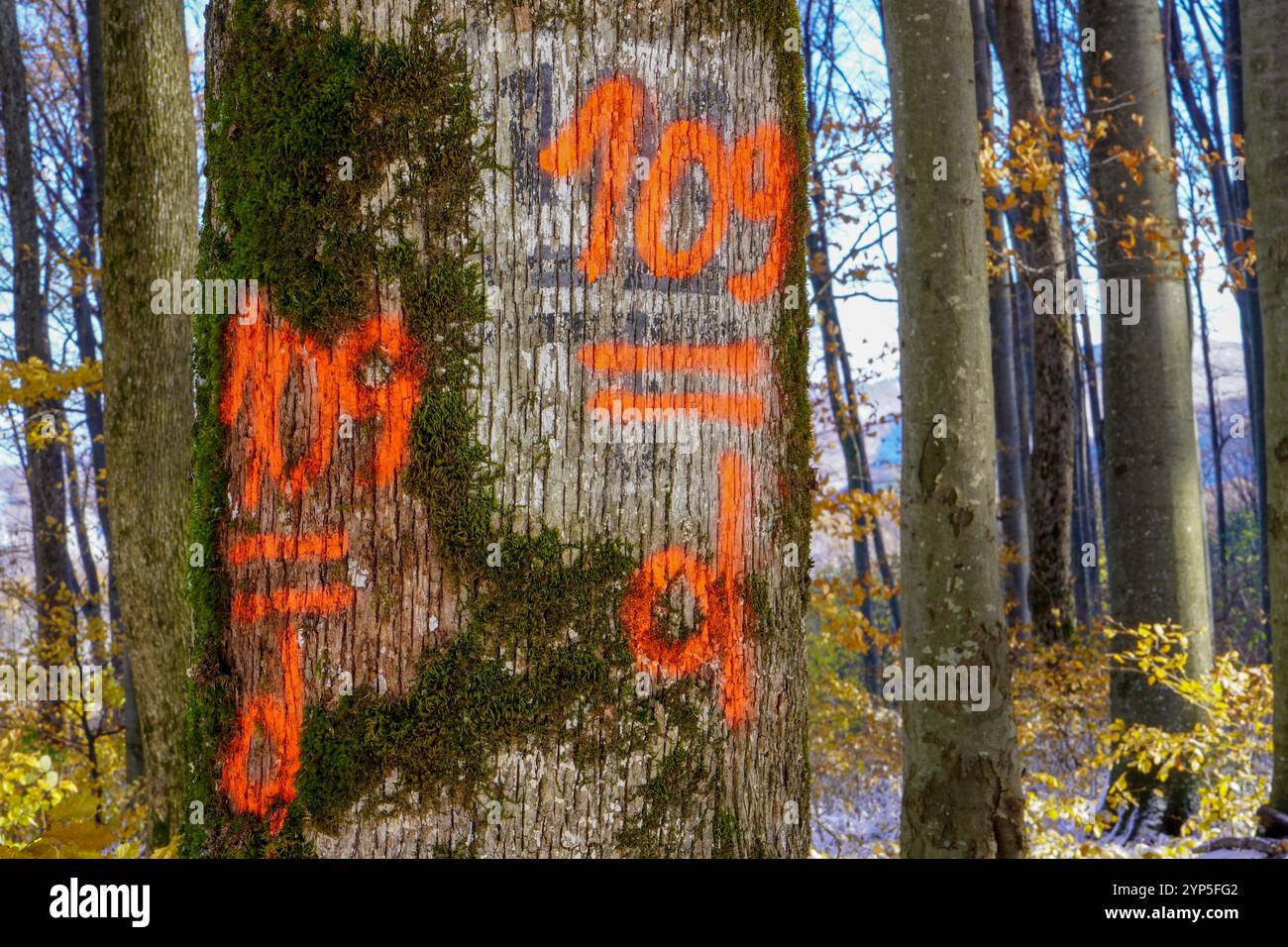 Marked trees by numbers, deforestation preparation Stock Photo - Alamy