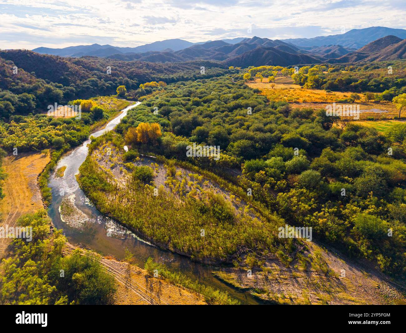 Alamo tree , trees, Alameda, alamos Landscape of the pass of the Rio ...