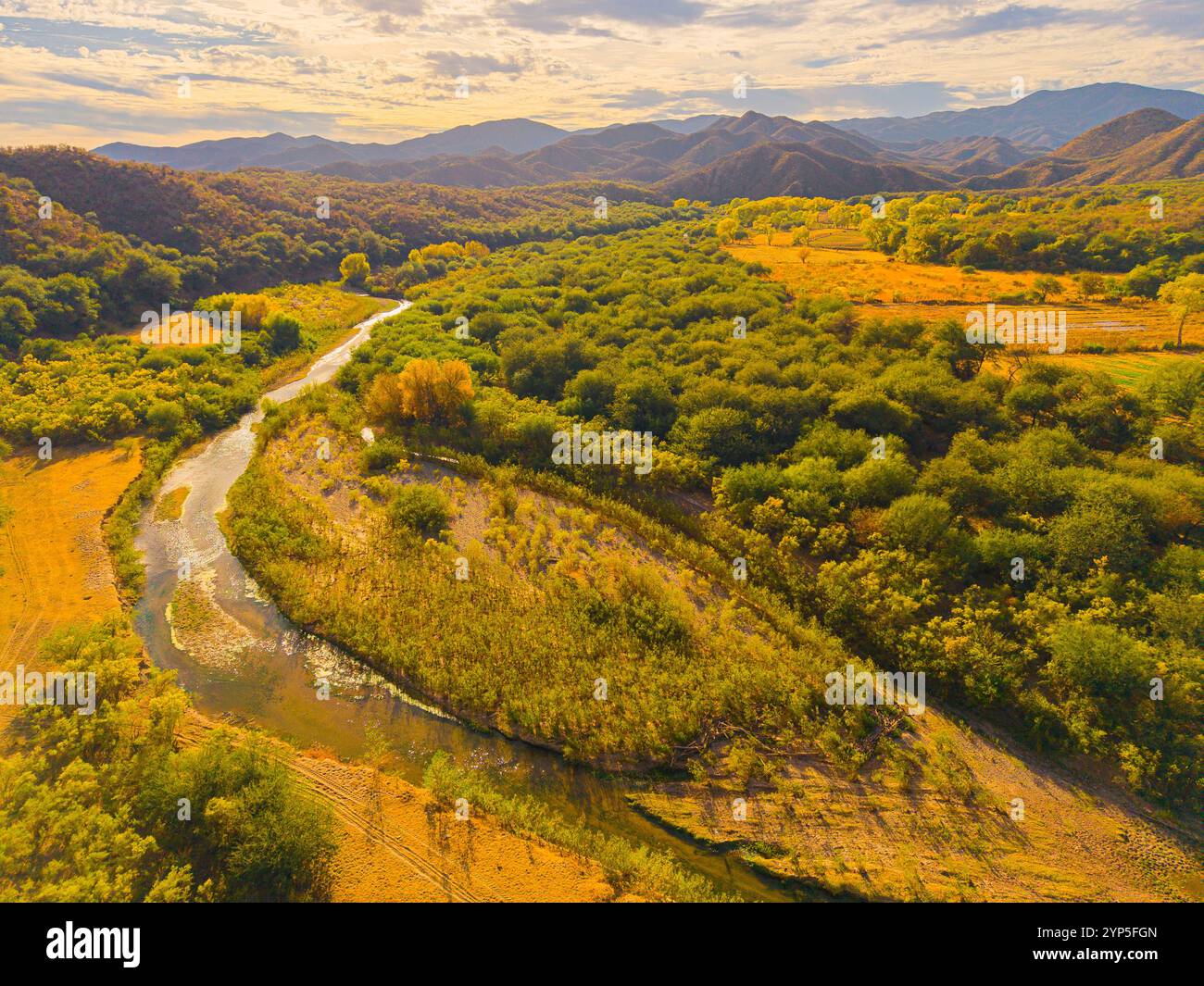 Alamo tree , trees, Alameda, alamos Landscape of the pass of the Rio ...