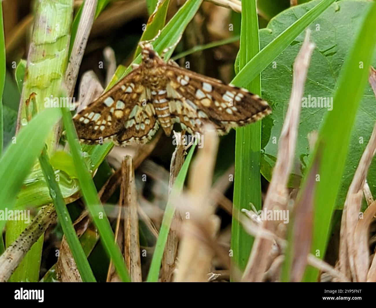 Stained-glass Moth (Samea castellalis Stock Photo - Alamy