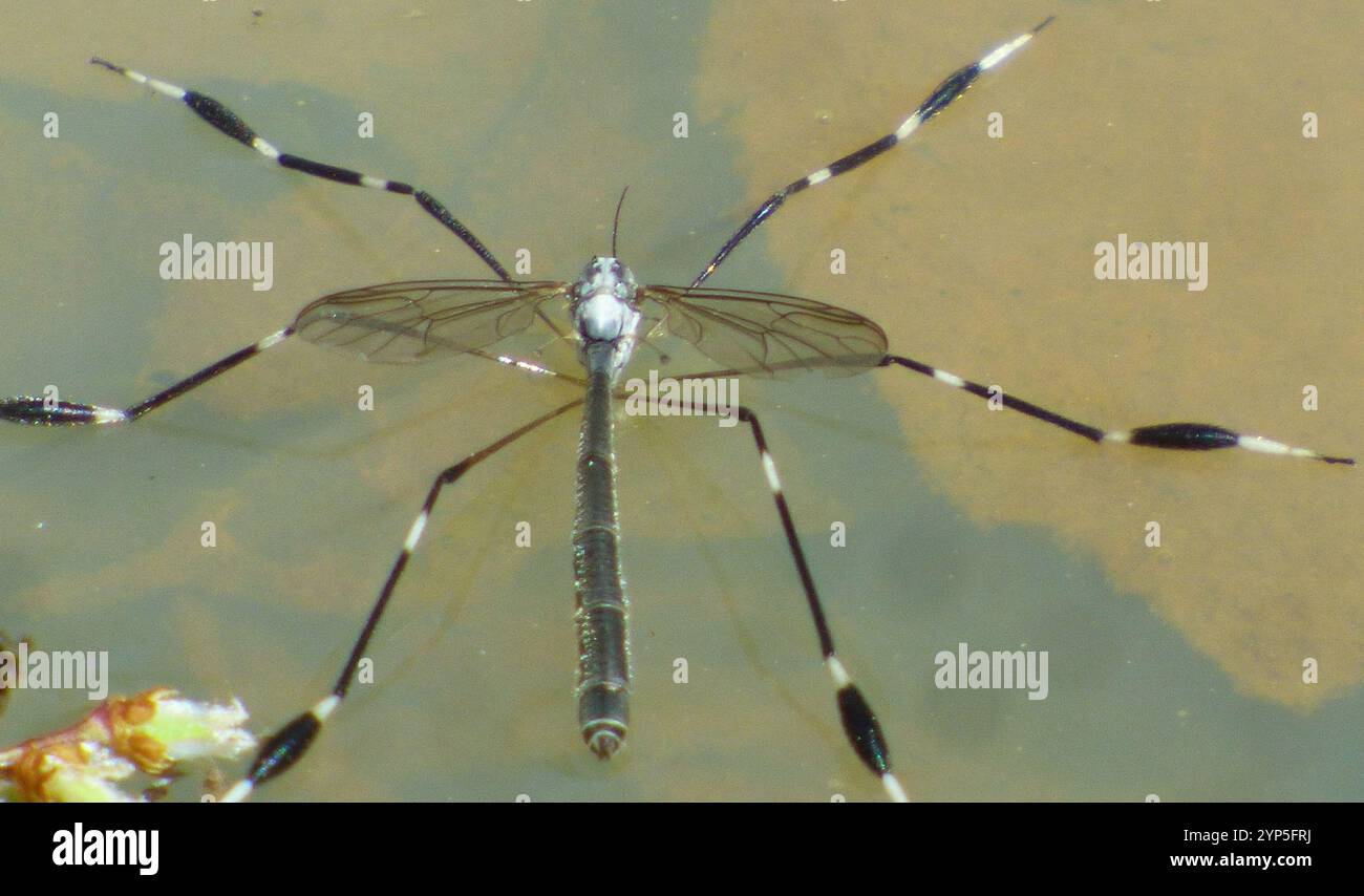 Phantom crane fly hi-res stock photography and images - Alamy