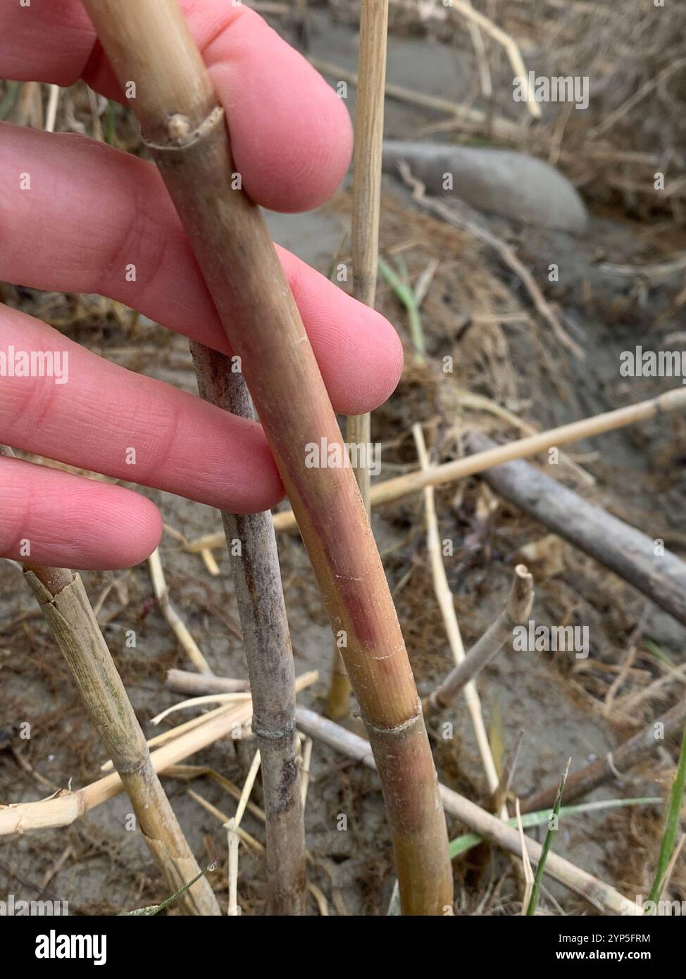 American common reed (Phragmites australis americanus Stock Photo - Alamy