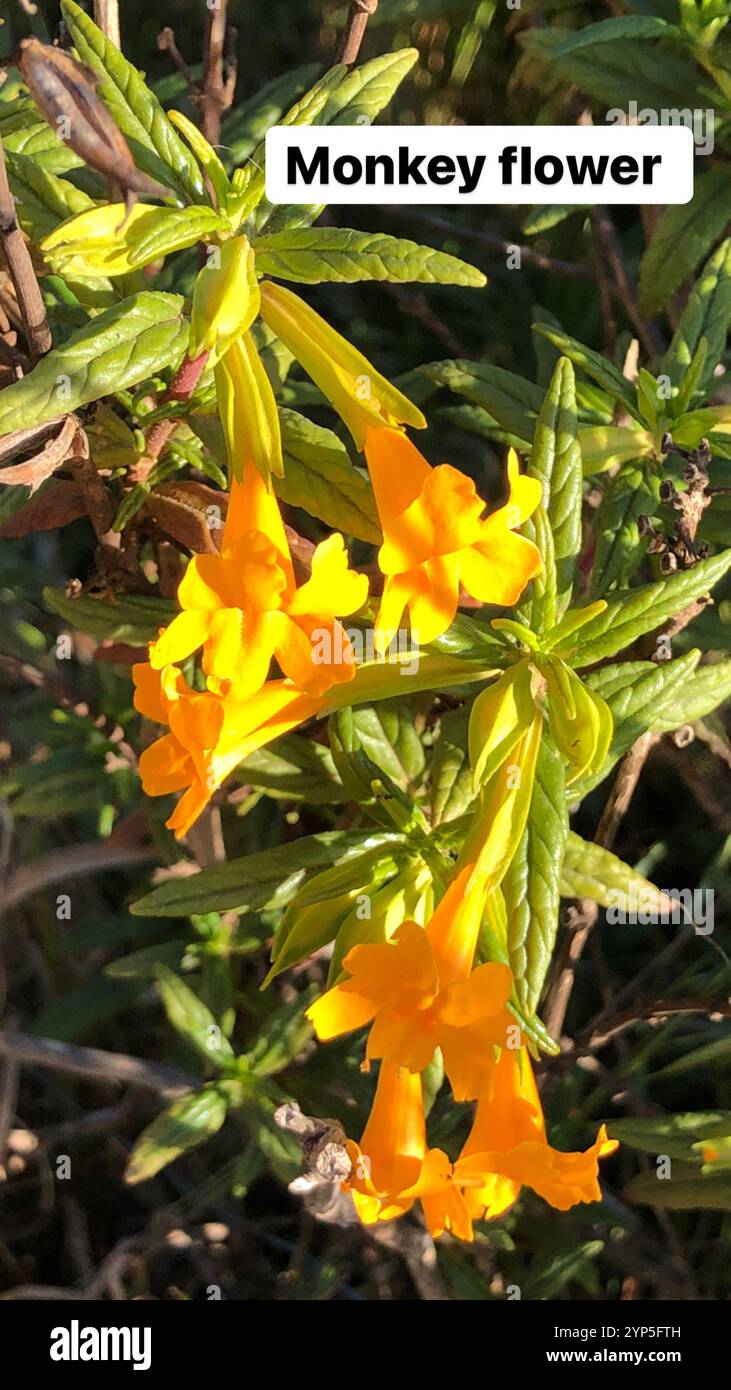 orange bush monkeyflower (Diplacus aurantiacus Stock Photo - Alamy