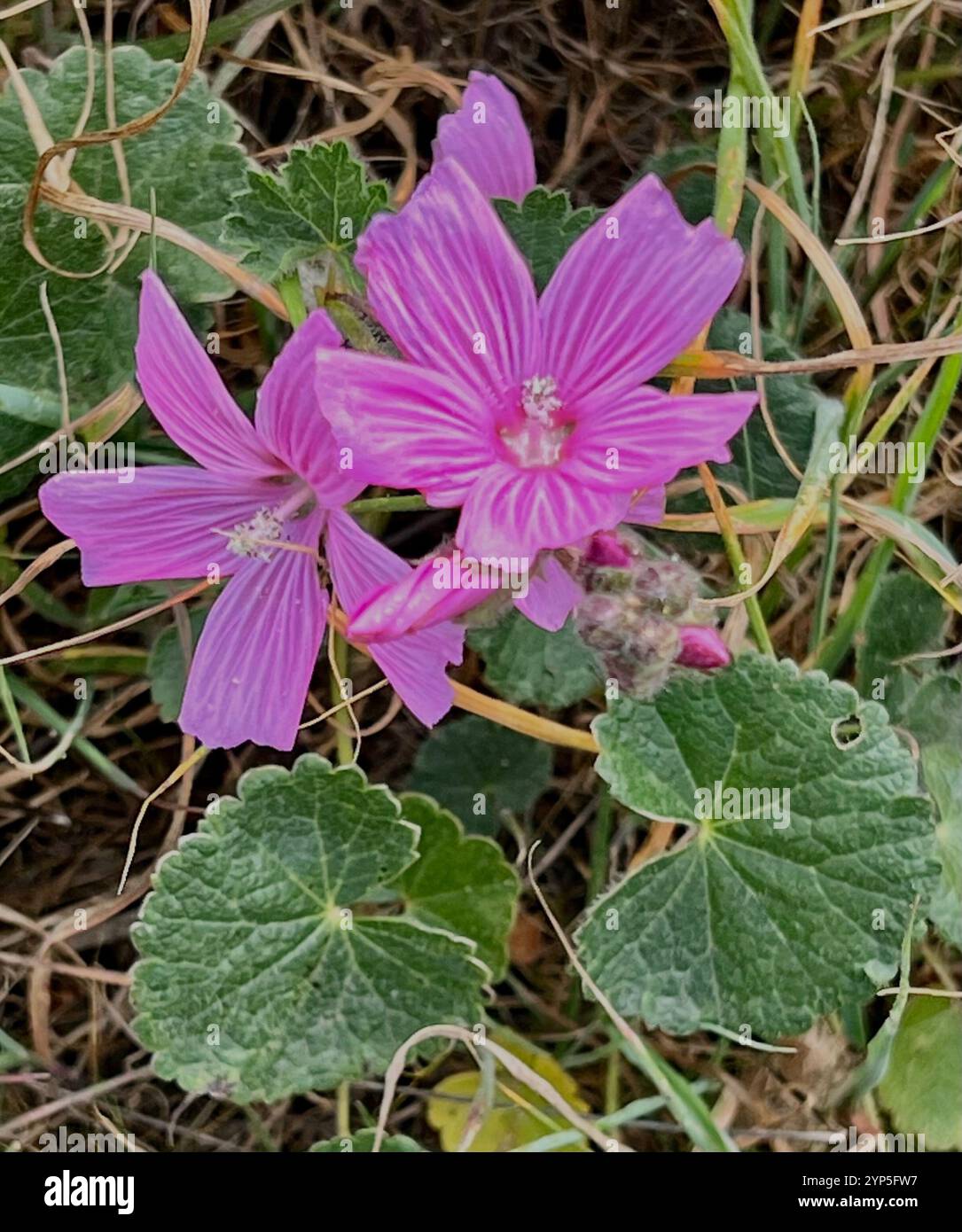 Sidalcea malviflora hi-res stock photography and images - Alamy