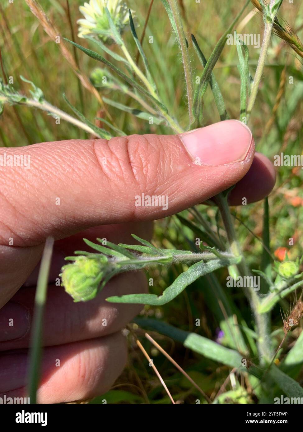 Woodrush tarweed (Hemizonia congesta luzulifolia Stock Photo - Alamy
