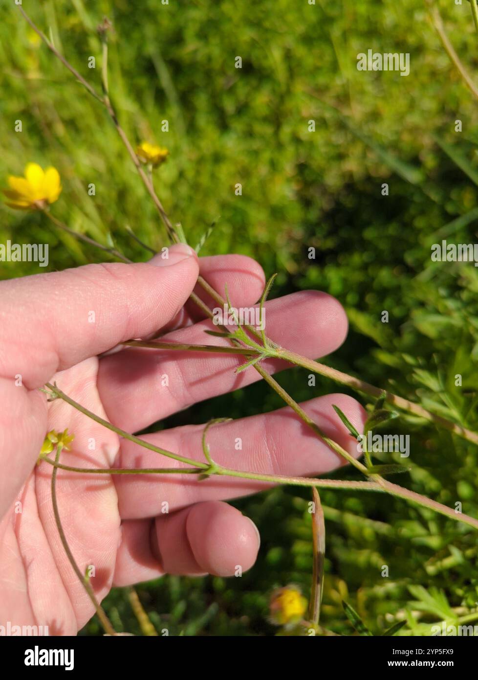 (Ranunculus californicus californicus Stock Photo - Alamy